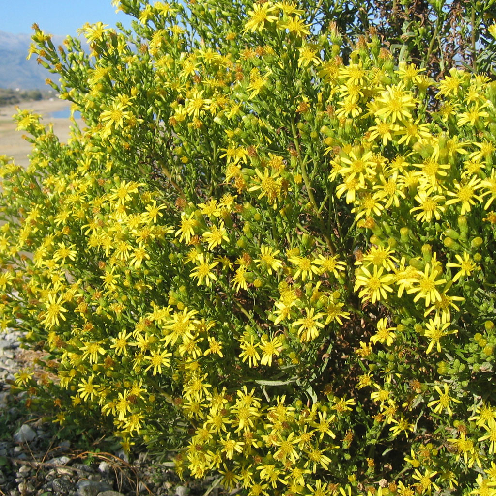 Dittrichia viscosa - Le sentier botanique de Kavousi
